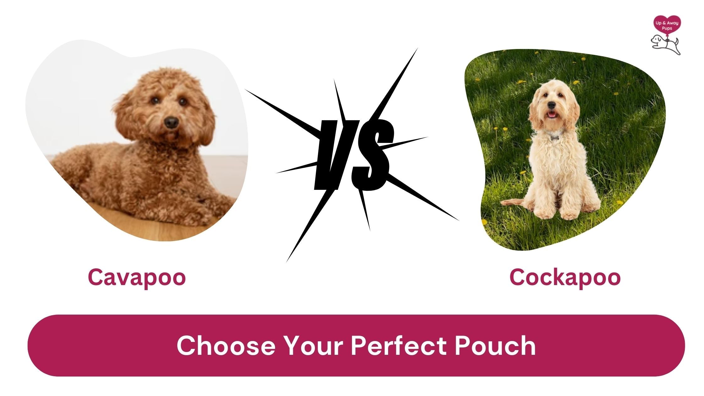 Cavapoo vs Cockapoo : Choosing Your Perfect Pooch