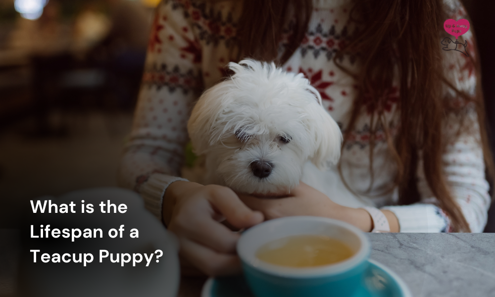 What is the Lifespan of a Teacup Puppy?