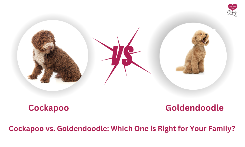 Cockapoo vs. Goldendoodle: Which One is Right for Your Family?