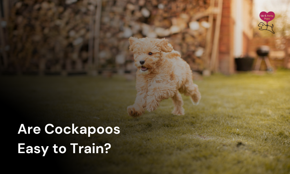 Are Cockapoos Easy to Train?
