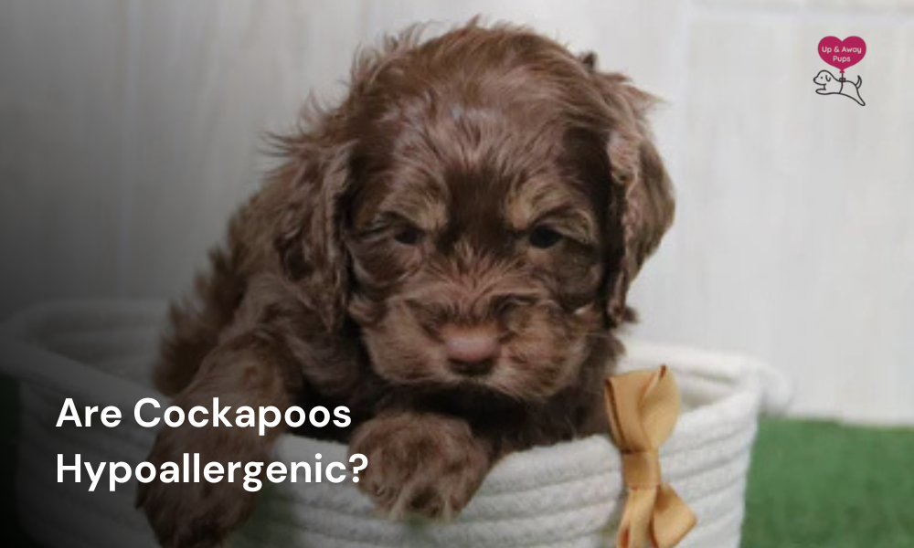 Are Cockapoos Hypoallergenic?