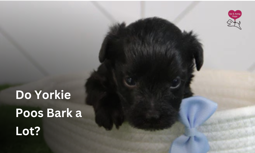Do Yorkie Poos Bark a Lot?