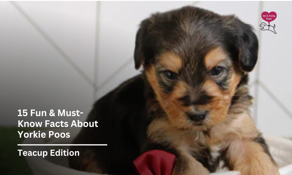 15 Fun & Must-Know Facts About Yorkie Poos: Teacup Edition