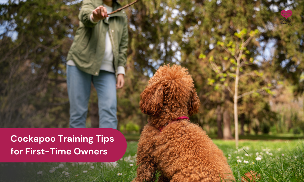 Cockapoo Training Tips for First-Time Owners