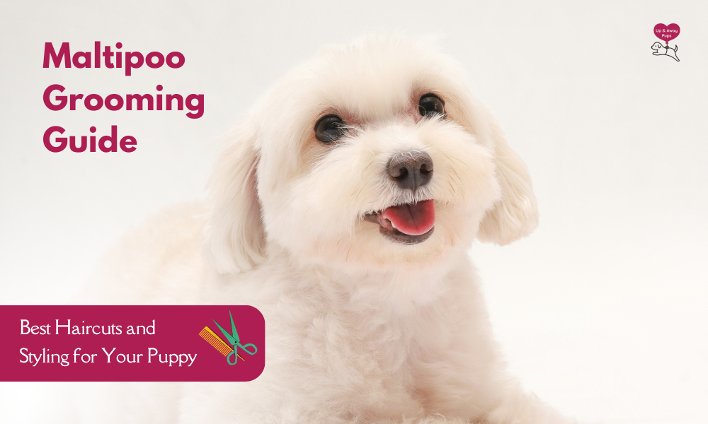 Maltipoo Grooming Guide: Best Haircuts and Styling for Your Puppy