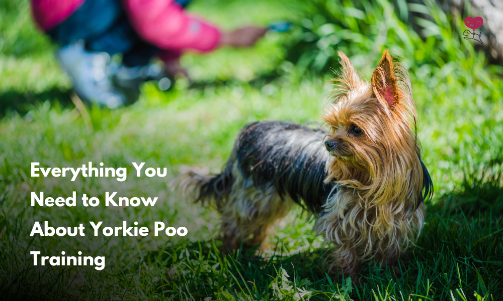 Everything You Need to Know About Yorkie Poo Training