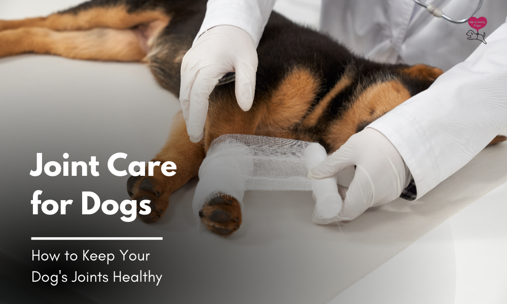 Joint Care for Dogs: How to Keep Your Dog's Joints Healthy