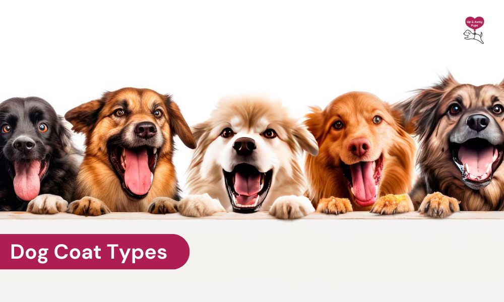 Understanding Dog Coat Types: A Comprehensive Guide