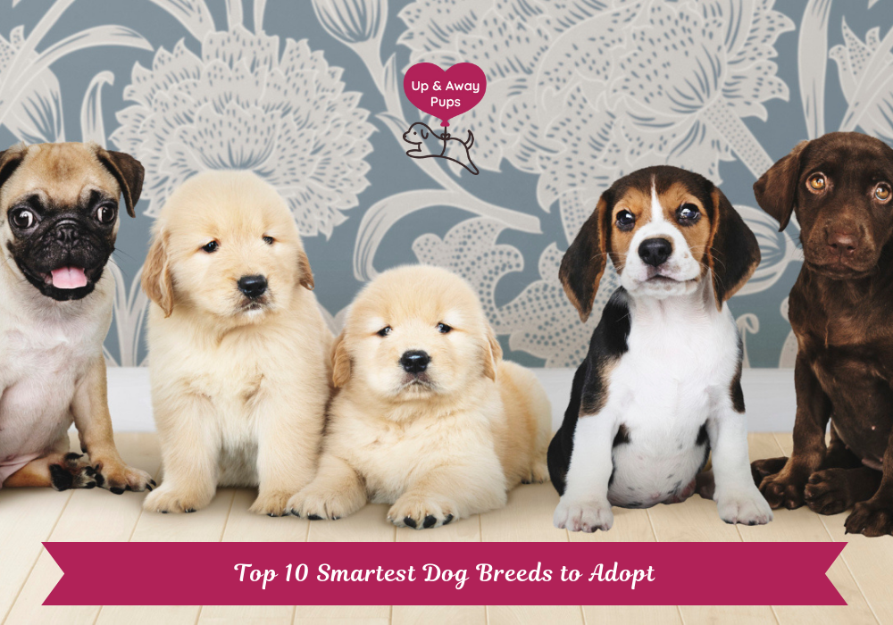 Top 10 Dog Breeds
