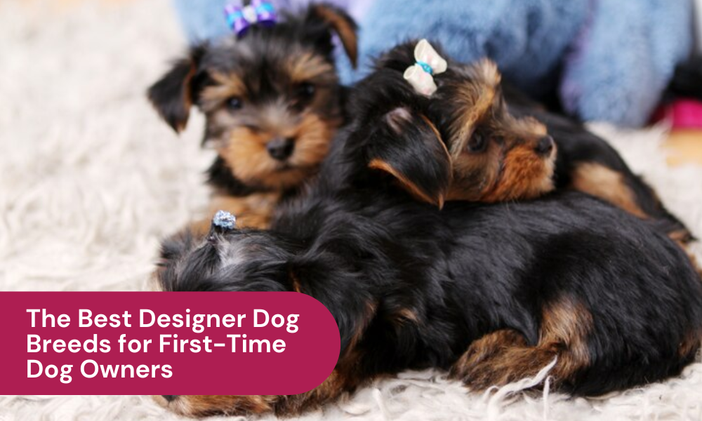 The Best Designer Dog Breeds for First-Time Dog Owners