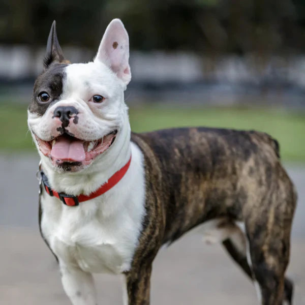 Frenchton Puppies for Sale | Buy Charming Small Frenchton Dog