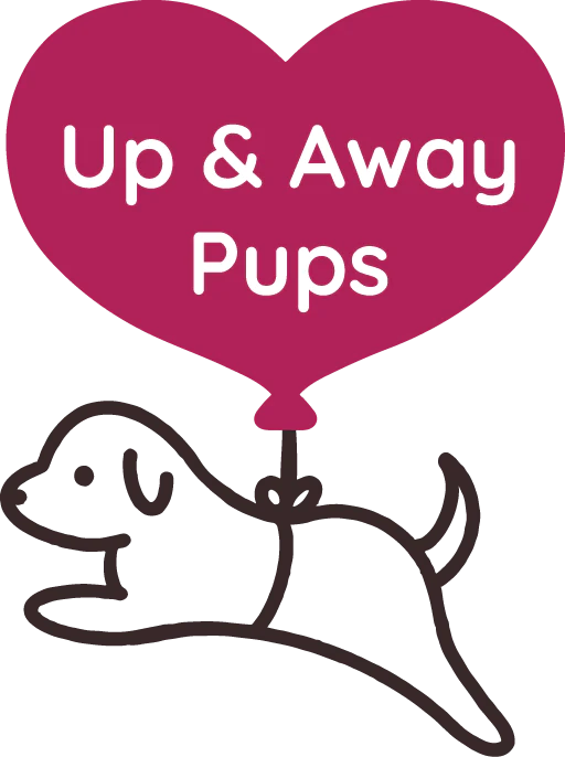 Teacup Maltese Puppies for Sale in Fairfield, OH